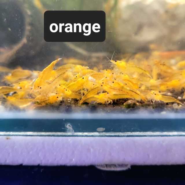 Cherry Shrimp Red, blue, Bristlenose Catfish Peppermint | Fish ...