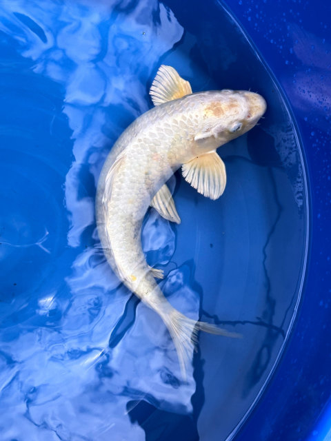 Koi - Platinum Ogon | Fish | Gumtree Australia Vincent Area - Mount ...
