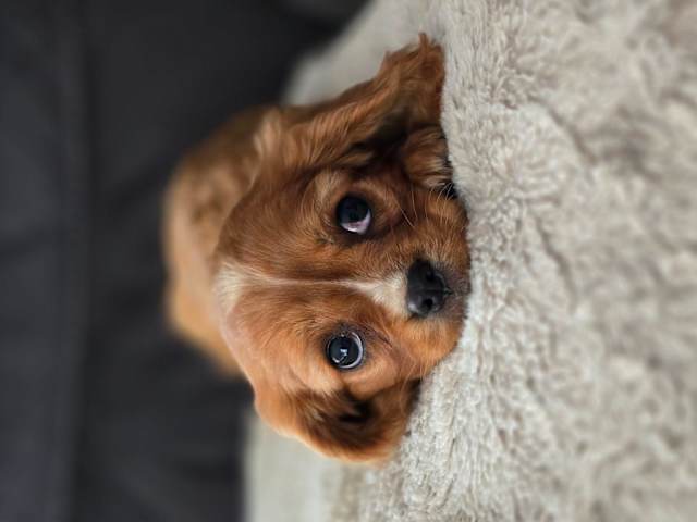 Pure-Bred Cavalier King charls spaniels one boy left ready to go | Dogs ...