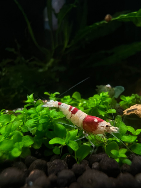 Crystal Red Shrimp (CRS) | Fish | Gumtree Australia Joondalup Area ...
