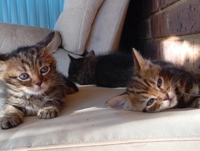 Kittens looking for a loving family | Cats & Kittens | Gumtree ...