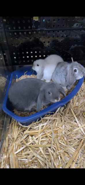 Mini lop rabbits available now | Rabbits | Gumtree Australia Blacktown ...