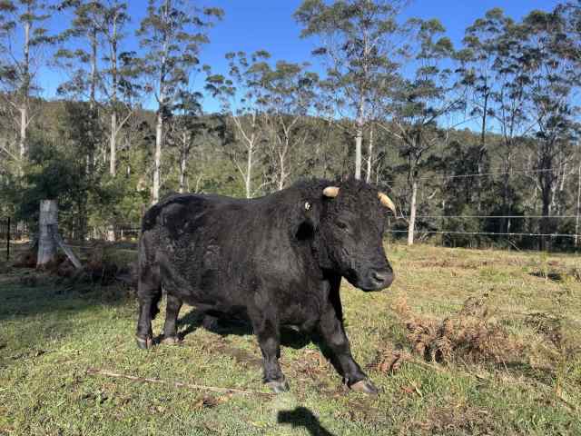 Miniature Angus Bulls Herd x3 | Livestock | Gumtree Australia ...