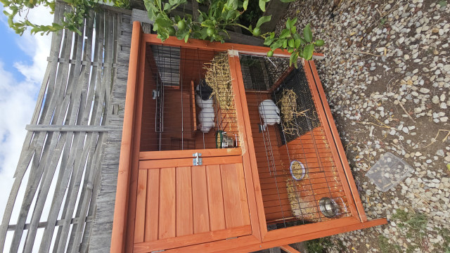 RABBIT AND BABY AND CAGE $400 FOR ALL | Rabbits | Gumtree Australia ...