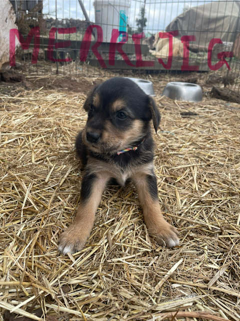 Gorgeous Gulpie Pups | Dogs & Puppies | Gumtree Australia Colac-Otway ...