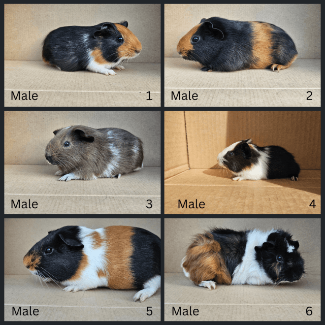 Male & Female Guinea Pigs Great colours $20 each | Other Pets | Gumtree ...