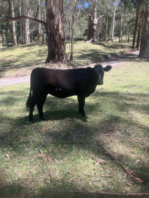 Cattle Black Angus | Livestock | Gumtree Australia Yarra Ranges - Don ...