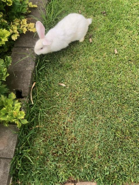 Male New Zealand rabbit | Rabbits | Gumtree Australia Shellharbour Area ...