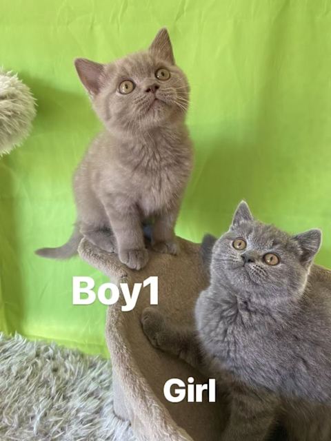 British shorthair kittens | Cats & Kittens | Gumtree Australia Cardinia ...