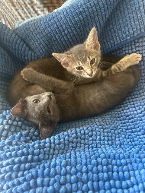2 x 4mo Male Kittens - Desexed, Microchipped | Cats & Kittens | Gumtree ...