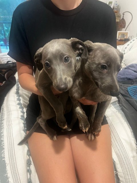 Purebred whippet puppies | Dogs & Puppies | Gumtree Australia Port ...