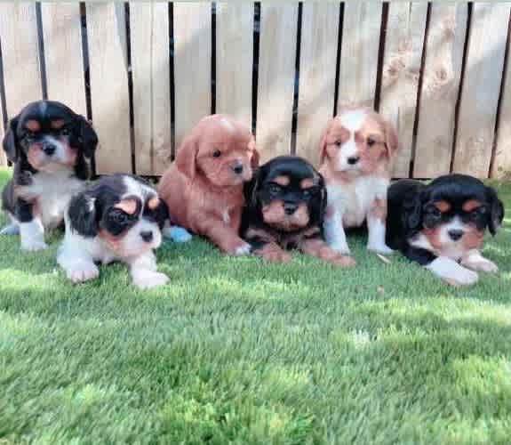 Mini Cavalier King Charles x Chihuahua | Dogs & Puppies | Gumtree ...