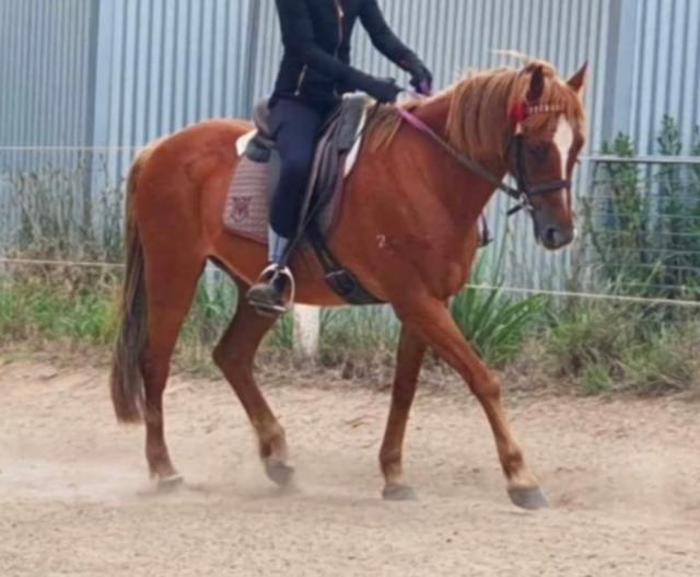 Pony Schoolmaster with all gear & delivery | Horses & Ponies | Gumtree ...