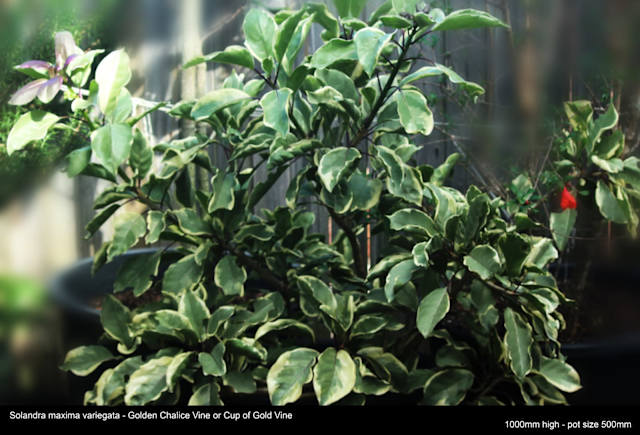 Solandra maxima variegata - Golden Chalice Vine or Cup of Gold Vine ...