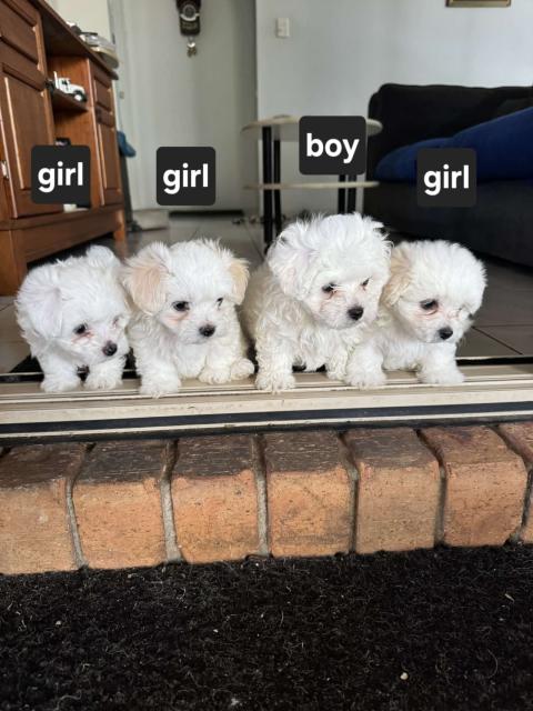 Mini Maltese | Dogs & Puppies | Gumtree Australia Mackay Region ...