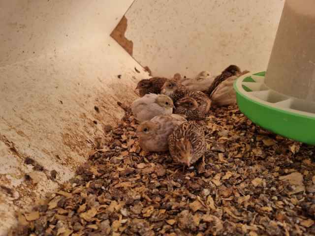 King Quail. these are great little pets or avery birds. | Birds ...