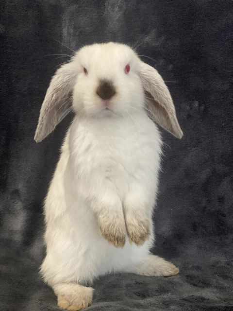 Pure bred mini lop and mini lop cross rabbits | Rabbits | Gumtree ...