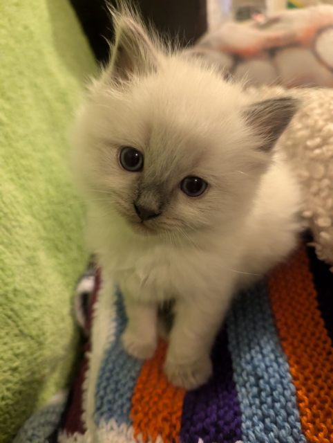 Ragdoll - 5 Adorable Purebred Blue Point Kittens (Available 10-Dec ...