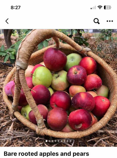 Bare rooted heritage apple and pear trees - Plants in Haven VIC ...