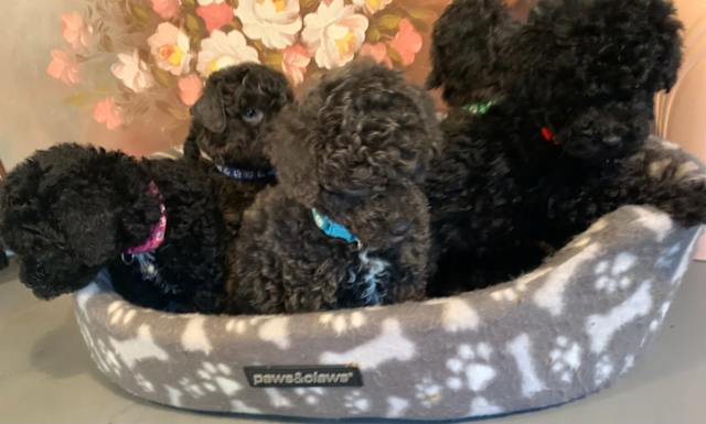 Roly-Poly Puddings TOY CAVOODLES! | Dogs & Puppies | Gumtree Australia ...