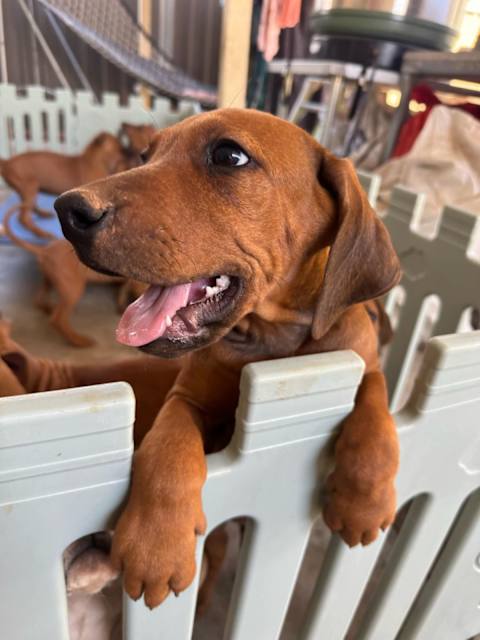 Ridgeback Puppies READY NOW | Dogs & Puppies | Gumtree Australia Tea ...