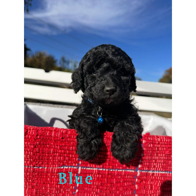 ️🐾Gorgeous Black Puddle Puppies ️🐾 | Dogs & Puppies | Gumtree Australia ...