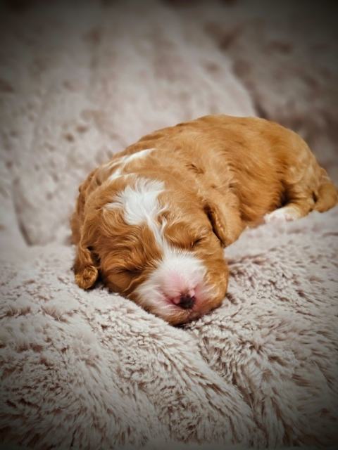 Toy Cavoodles F2 | Dogs & Puppies | Gumtree Australia Bathurst City ...