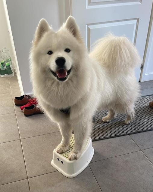 Purebred Samoyed - Female - Stunning Girl | Dogs & Puppies | Gumtree ...