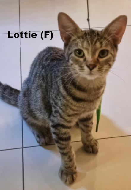 Lotti Rescue Female Kitten | Cats & Kittens | Gumtree Australia Marion ...