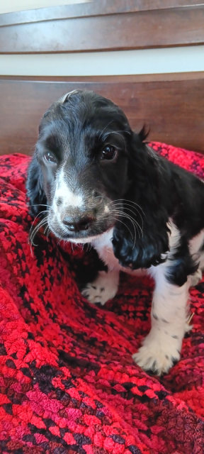 English Cocker spaniel pups | Dogs & Puppies | Gumtree Australia Murray ...