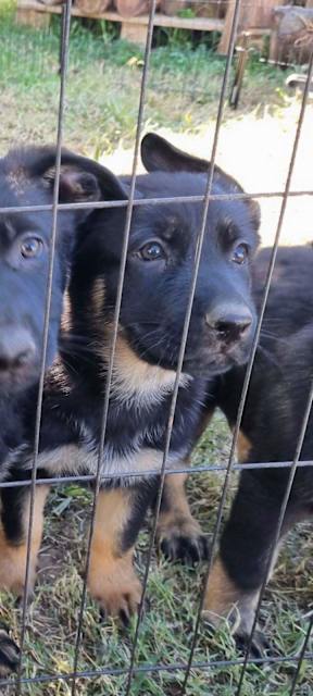 Perfect female German Shepard puppy. Short Haired GSD. | Dogs & Puppies ...