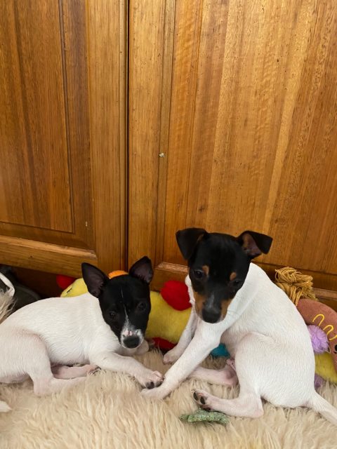 URGENT MUST GO Purebred miniature fox terrier puppies | Dogs & Puppies ...