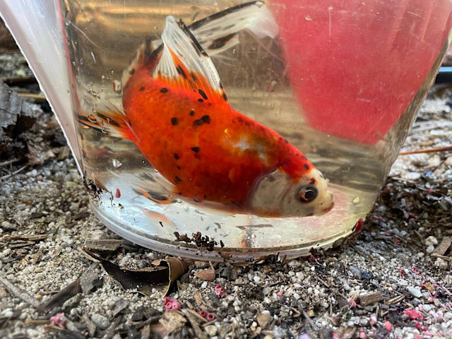 Mature goldfish | Fish | Gumtree Australia Kalamunda Area - Kalamunda ...