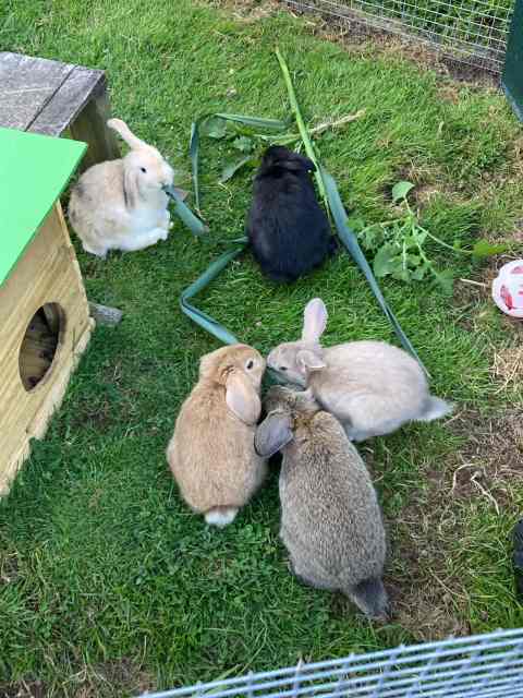 Baby Dwarf Lop Rabbits with 5 mths of food | Rabbits | Gumtree ...
