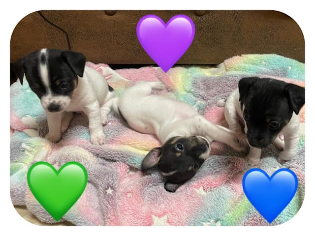 CUTE AS! Mini Foxy Puppies - Looking for Besties 👯‍♀️ | Dogs & Puppies ...