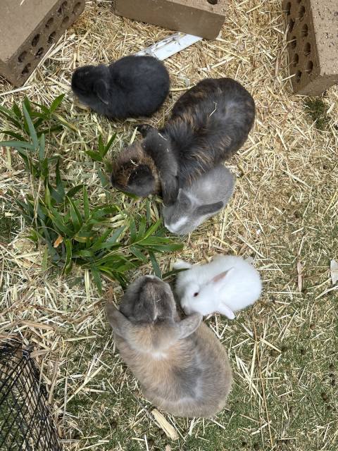Mini Lop bunnies $50 Tarneit | Rabbits | Gumtree Australia Wyndham Area ...