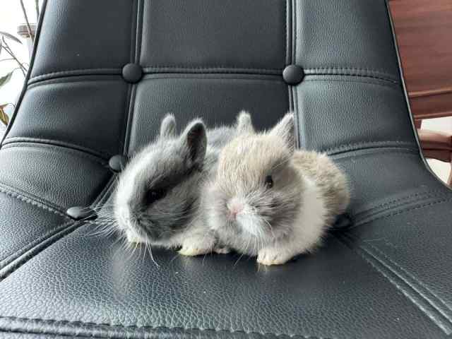 Pure Netherland Dwarf Babies | Rabbits | Gumtree Australia Melbourne ...