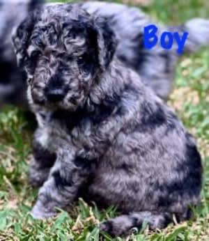 Merle Groodle Puppies | Dogs & Puppies | Gumtree Australia Maroondah ...
