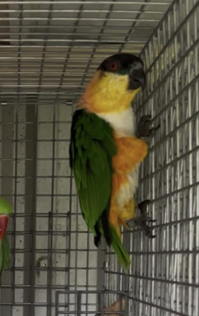 Black Headed Caiques breeding pair | Birds | Gumtree Australia Blacktown Area - Prospect ...
