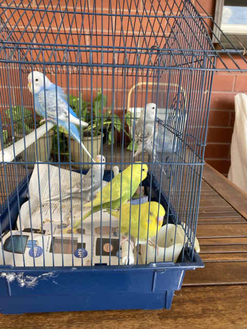 Young baby budgies | Birds | Gumtree Australia Whittlesea Area - Lalor ...