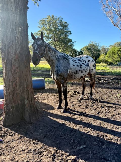 Llamrei Knabstrupper Broodmare 2 in 1 package | Horses & Ponies ...