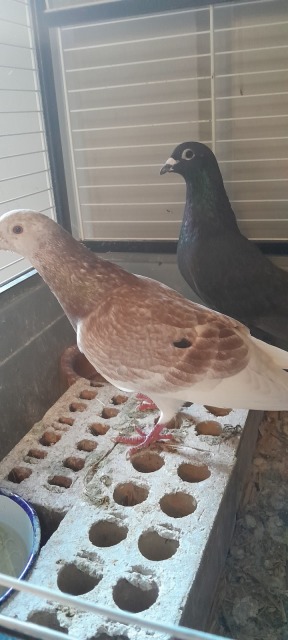 Racing pigeons,Bunters | Birds | Gumtree Australia South Perth Area ...