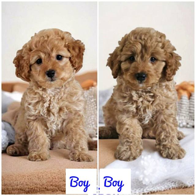 🐾 2 left! Top Quality F1 TOY CAVOODLE ruby puppies, non-shedding ...
