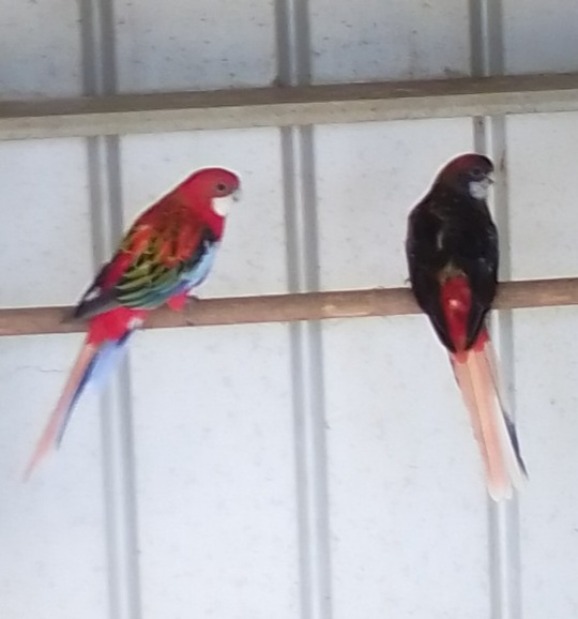 Black Eastern Rosella Birds (Aviary Raised Chicks) | Birds | Gumtree ...