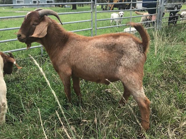 Cheap goats | Livestock | Gumtree Australia Richmond Valley - Casino ...