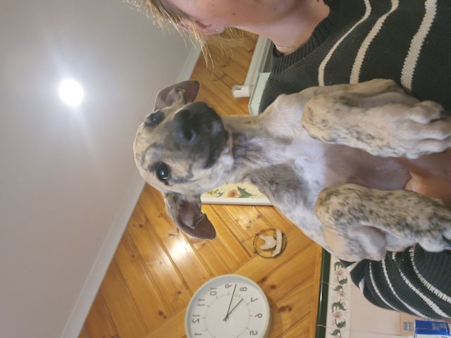 12 week old full brindle male last of the litter | Dogs & Puppies ...