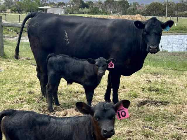 Cows and calves Angus Short t horn Speckle park | Livestock | Gumtree ...