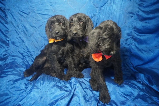 Male Spoodle puppies, cocker spaniel X poodle | Dogs & Puppies ...