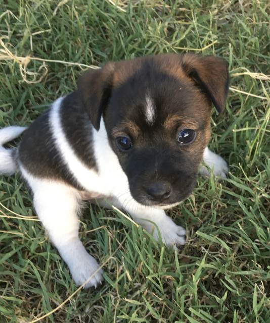Mini Foxie x Jack Russell Puppies | Dogs & Puppies | Gumtree Australia ...