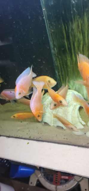 FISH cichlid and many more | Fish | Gumtree Australia Wollongong Area ...